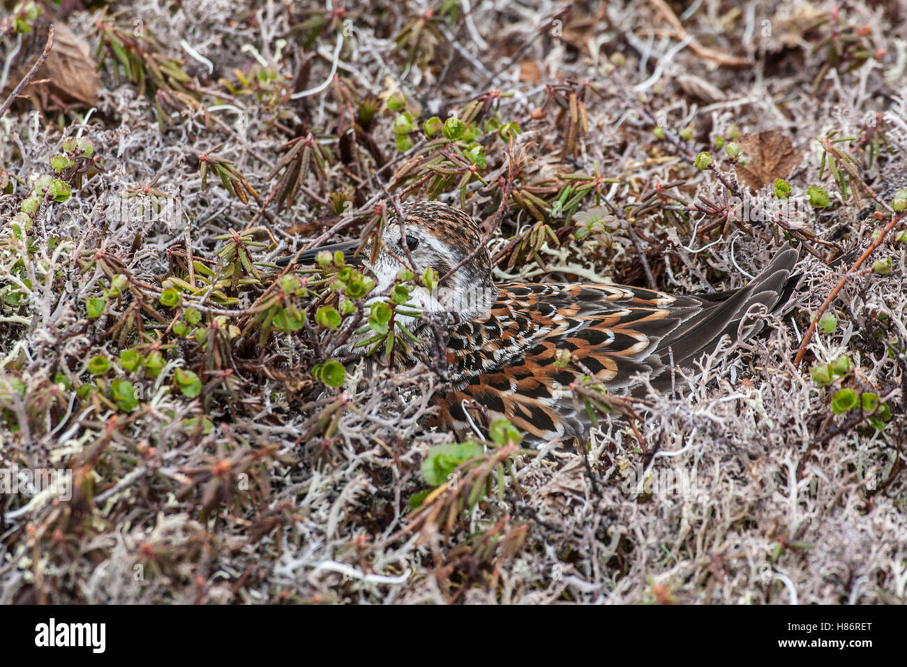 Rock Sandpiper (Calidris ptilocnemis) camouflaged on nest, Yukon Delta ...