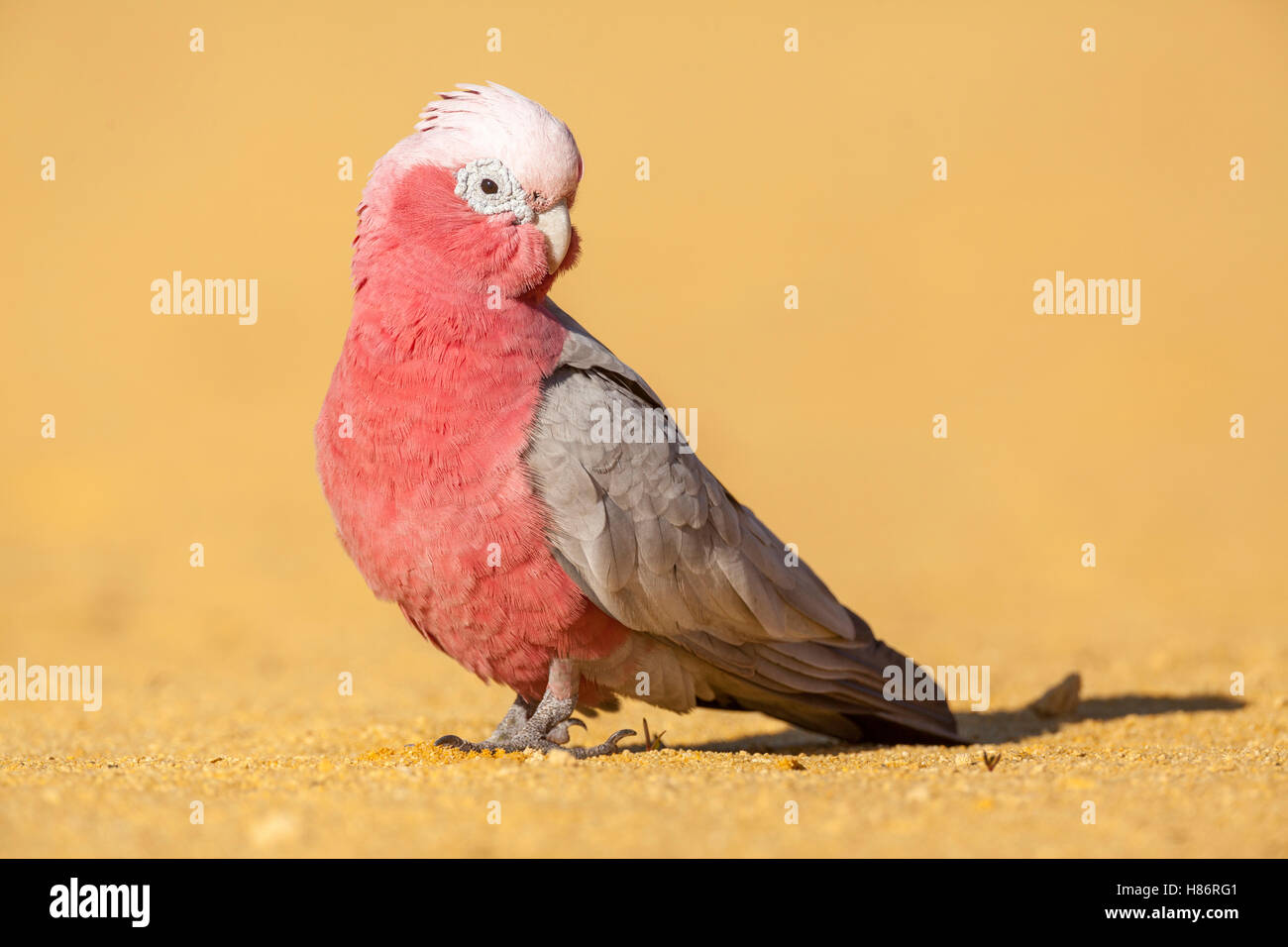 Galah (Eolophus roseicapilla) male, Australia Stock Photo - Alamy