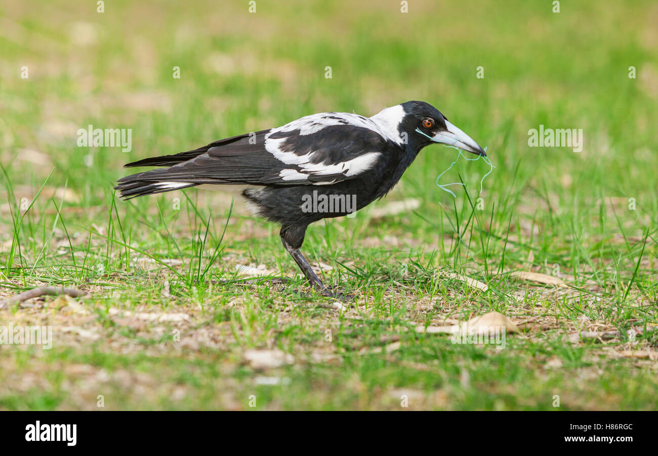 Australian Magpie (Gymnorhina tibicen), Yanchep National Park ...