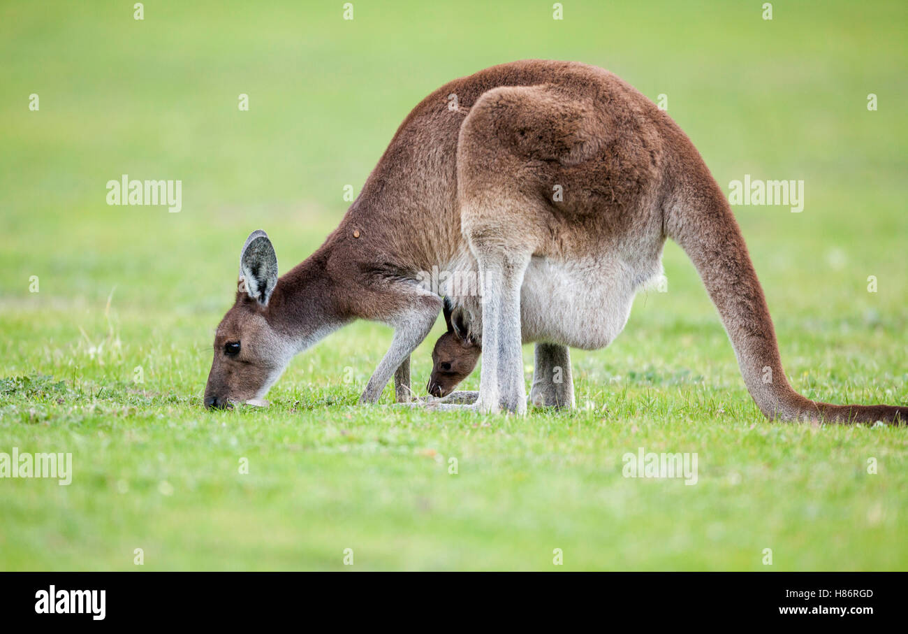 Western Grey Kangaroo (Macropus fuliginosus) mother with joey grazing ...