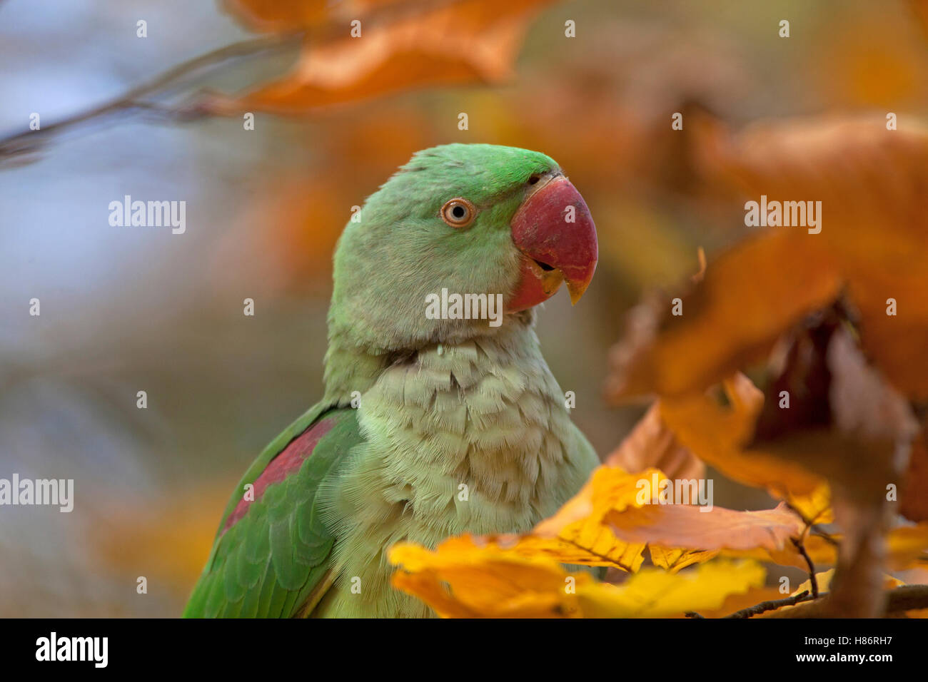 Alexandrine Parakeet (Psittacula eupatria), Europe Stock Photo - Alamy