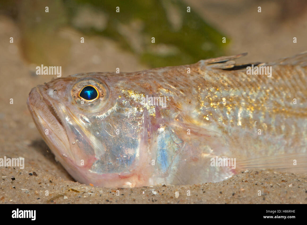 Lesser Weever (Echiichthys vipera), Netherlands Stock Photo - Alamy