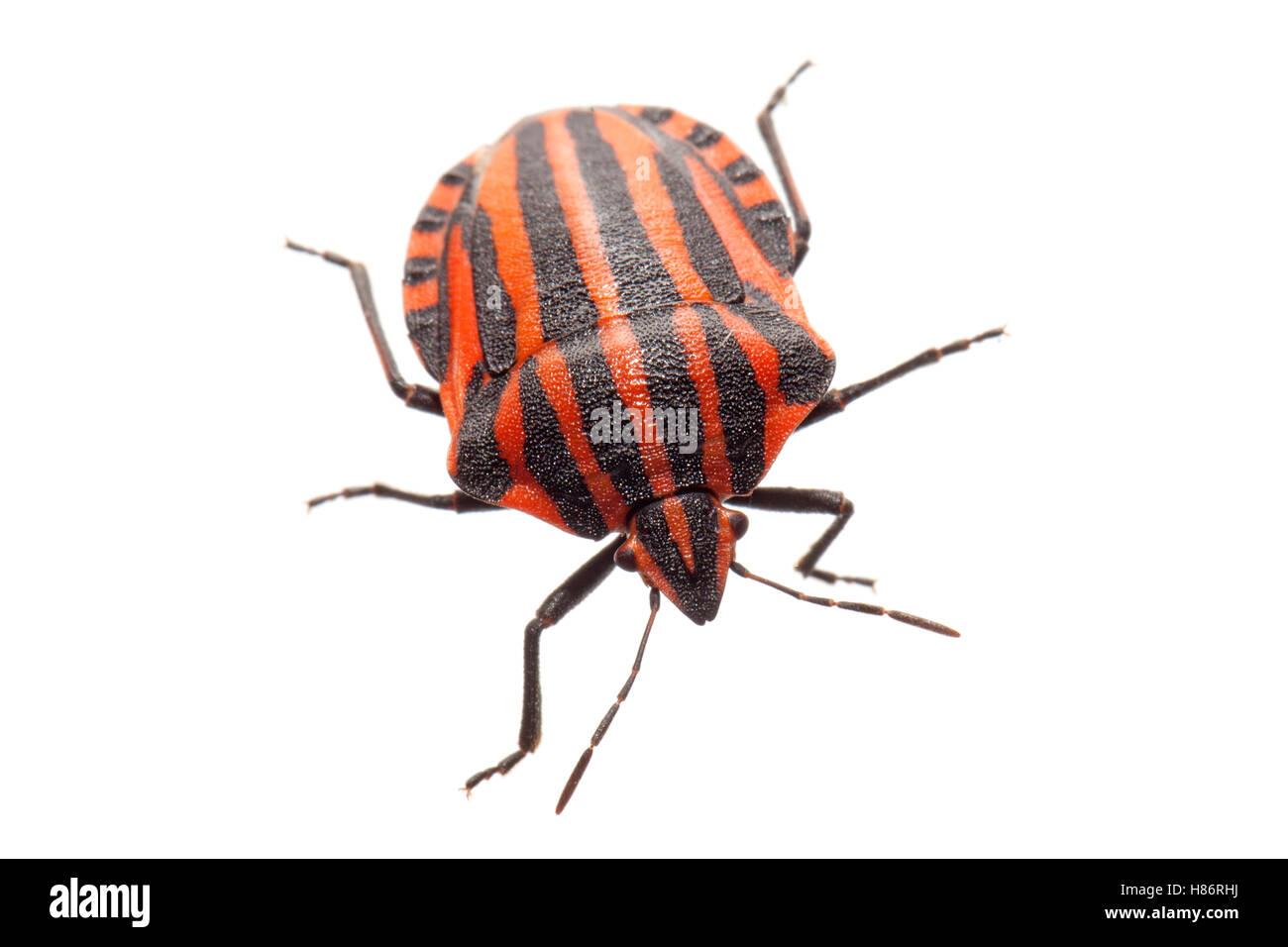 Red and Black Striped Stink Bug (Graphosoma lineatum), France Stock ...