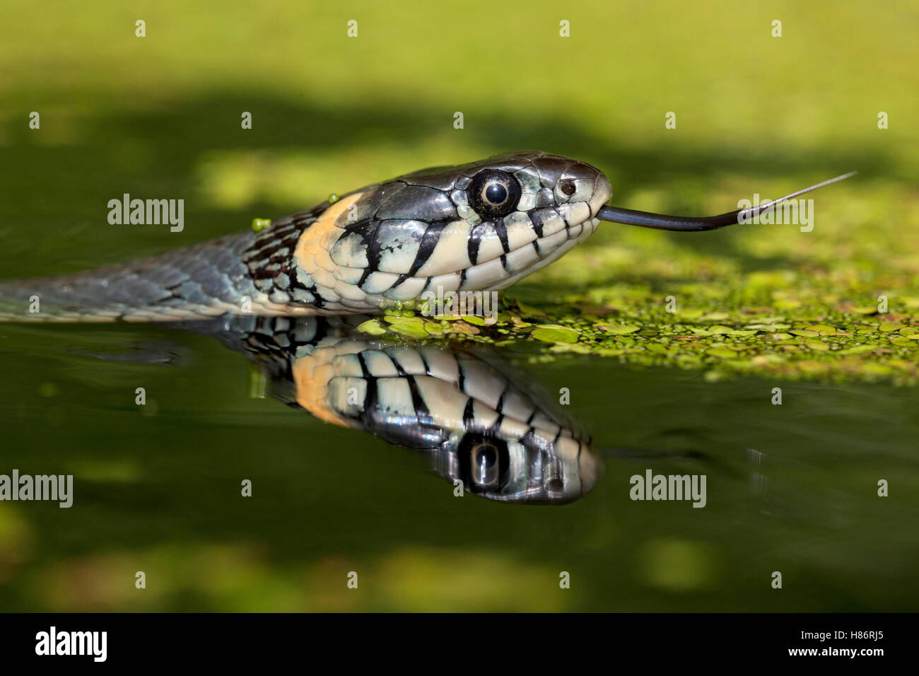 Grass Snake (Natrix natrix) in water, Poland Stock Photo - Alamy