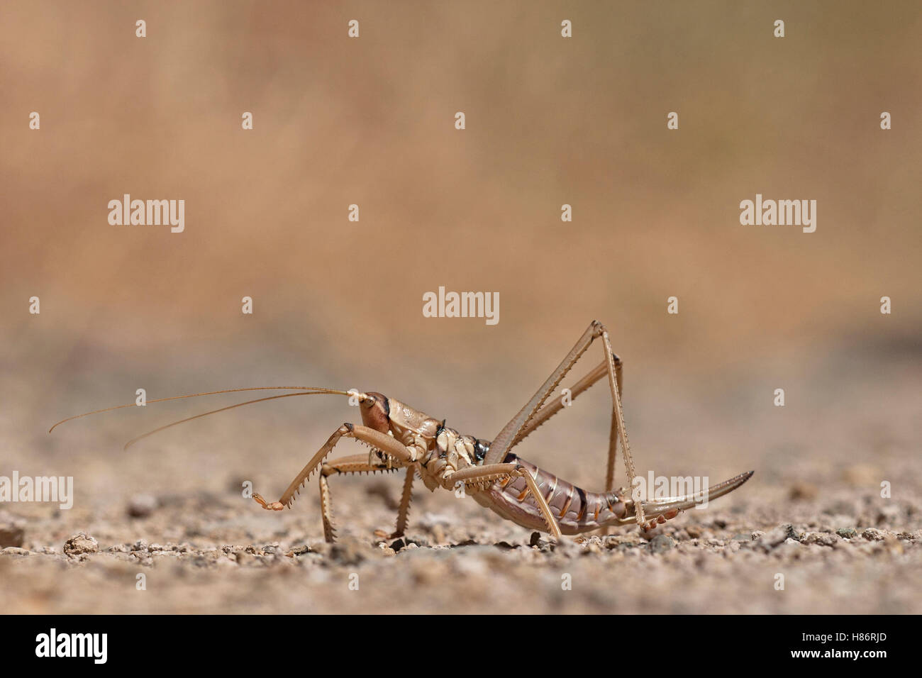 Predatory Bush-cricket (Saga pedo), Greece Stock Photo - Alamy