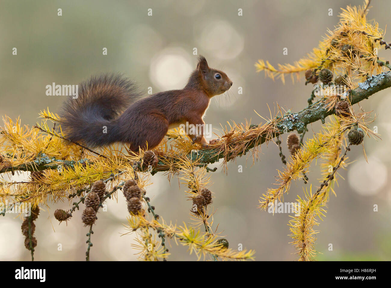 Eurasian Red Squirrel (Sciurus vulgaris), Netherlands Stock Photo - Alamy