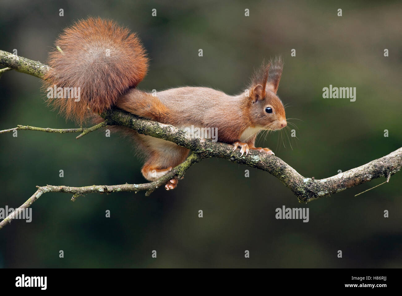 Eurasian Red Squirrel (Sciurus vulgaris), Netherlands Stock Photo - Alamy