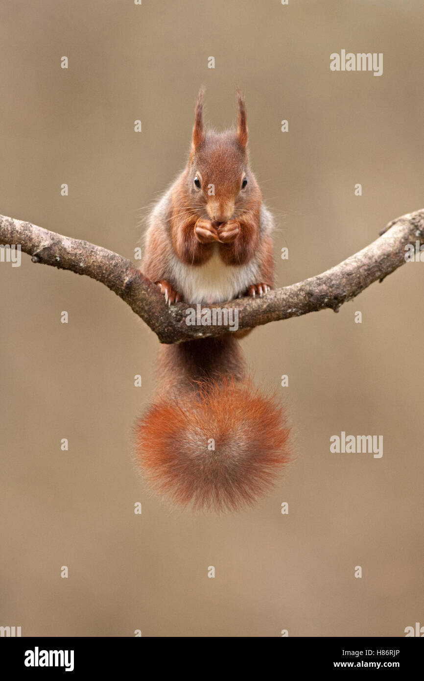 Eurasian Red Squirrel (Sciurus vulgaris) feeding, Netherlands Stock ...