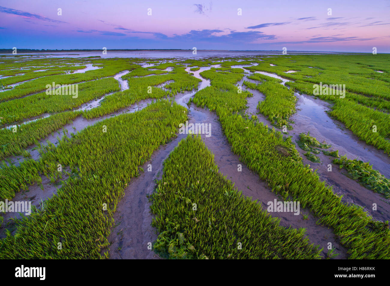 Tidal channels and salt marsh, Slikken van Voorne Nature Reserve, Rhone ...