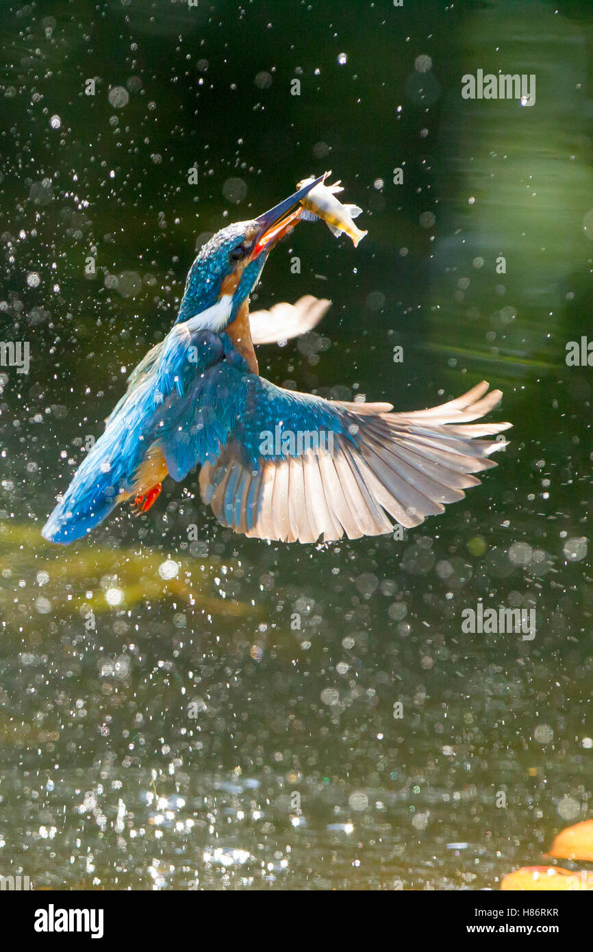 Common Kingfisher (Alcedo atthis) flying with fish prey, Netherlands ...