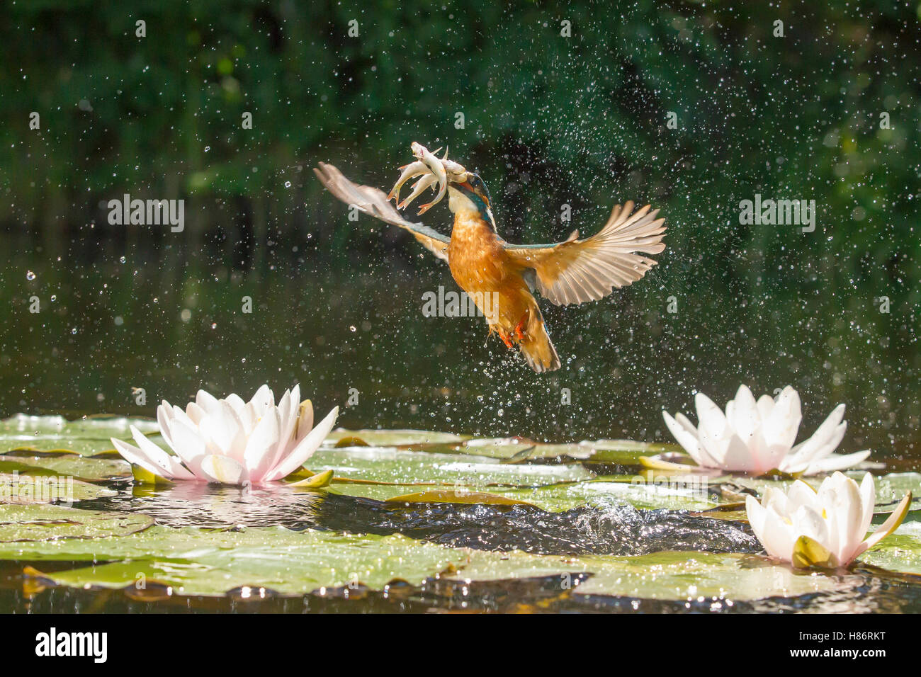 Common Kingfisher (Alcedo atthis) flying with fish prey, Netherlands ...