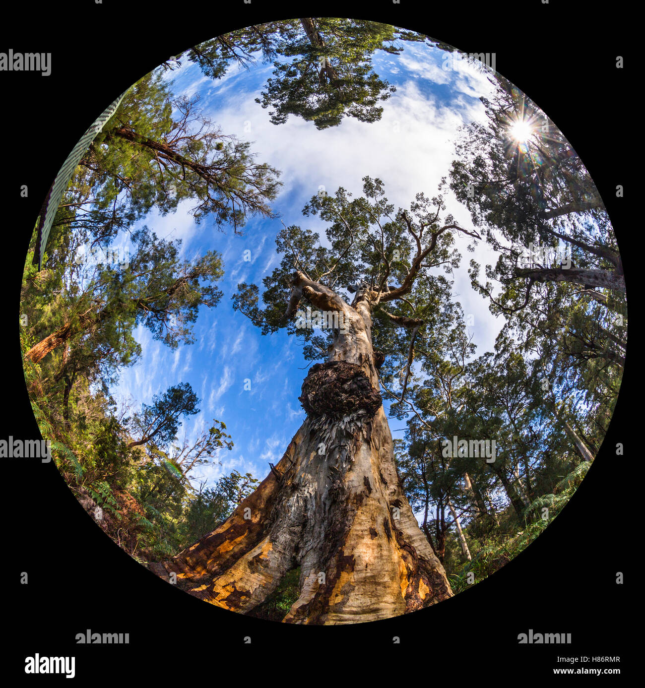 Karri eucalyptus diversicolor hi-res stock photography and images - Alamy