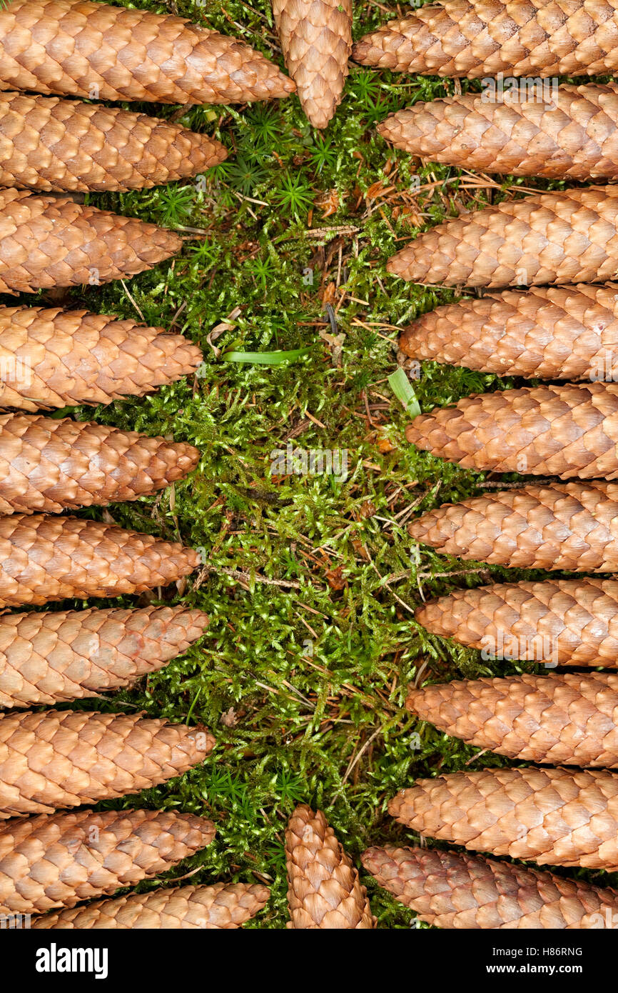 arranged brown cone as background nature Stock Photo - Alamy