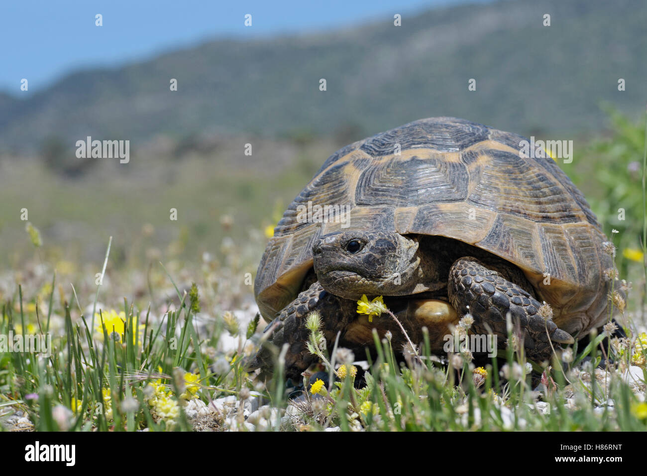 Mediterranean Spur-thighed Tortoise (Testudo graeca), Greece Stock ...