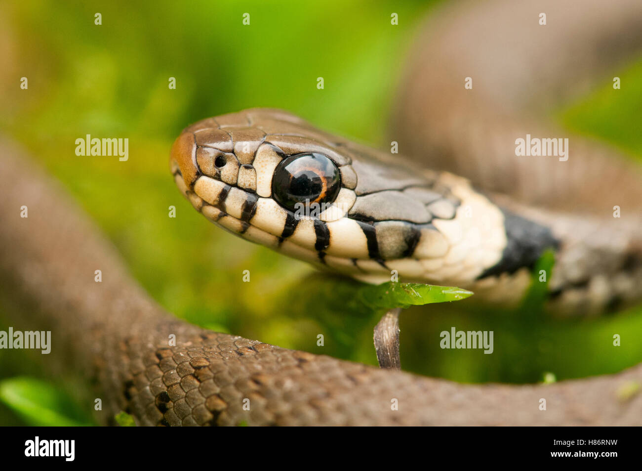 Grass Snake (Natrix natrix) juvenile, France Stock Photo - Alamy