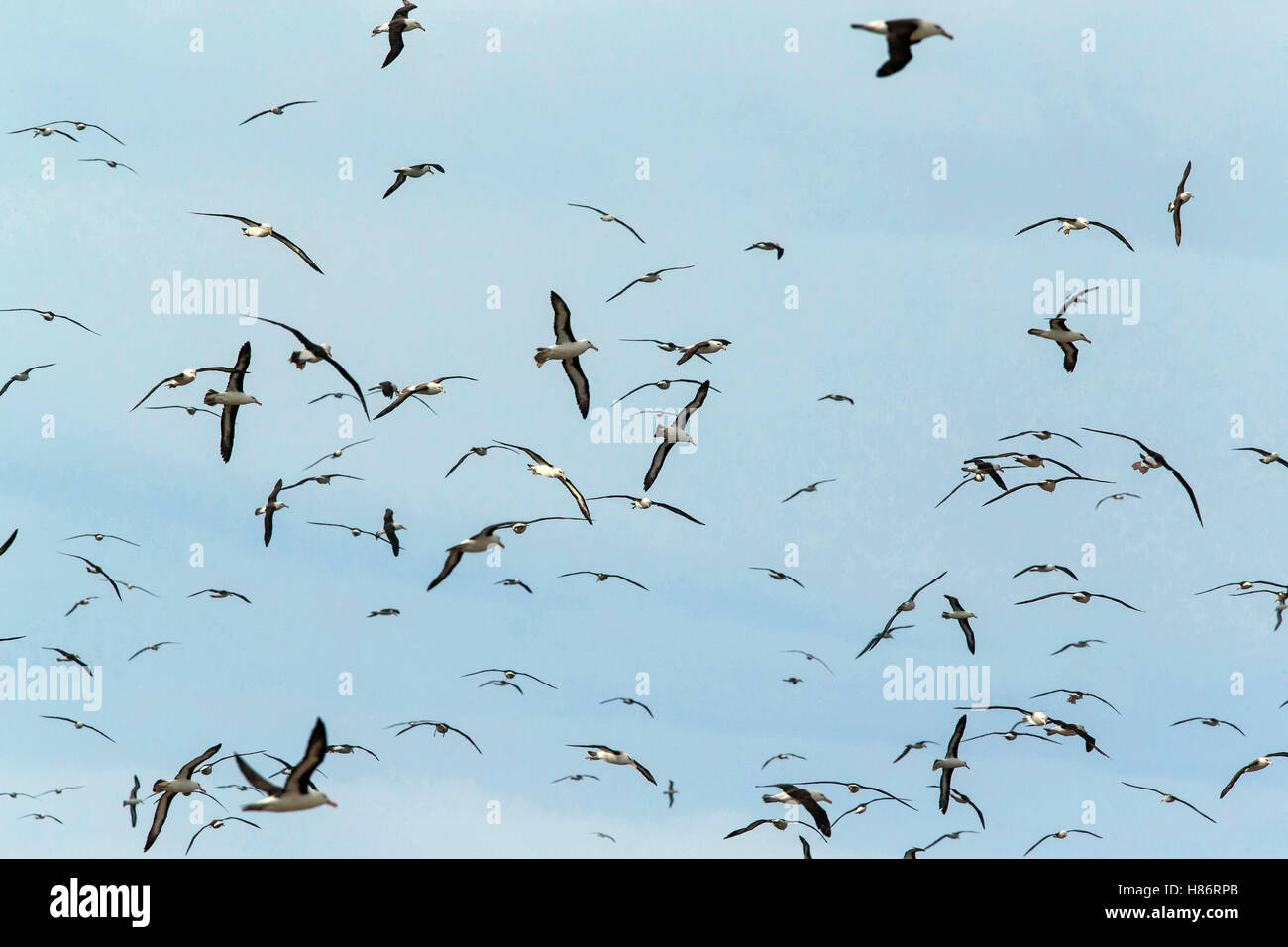 Black-browed Albatross (Thalassarche melanophrys) group flying ...