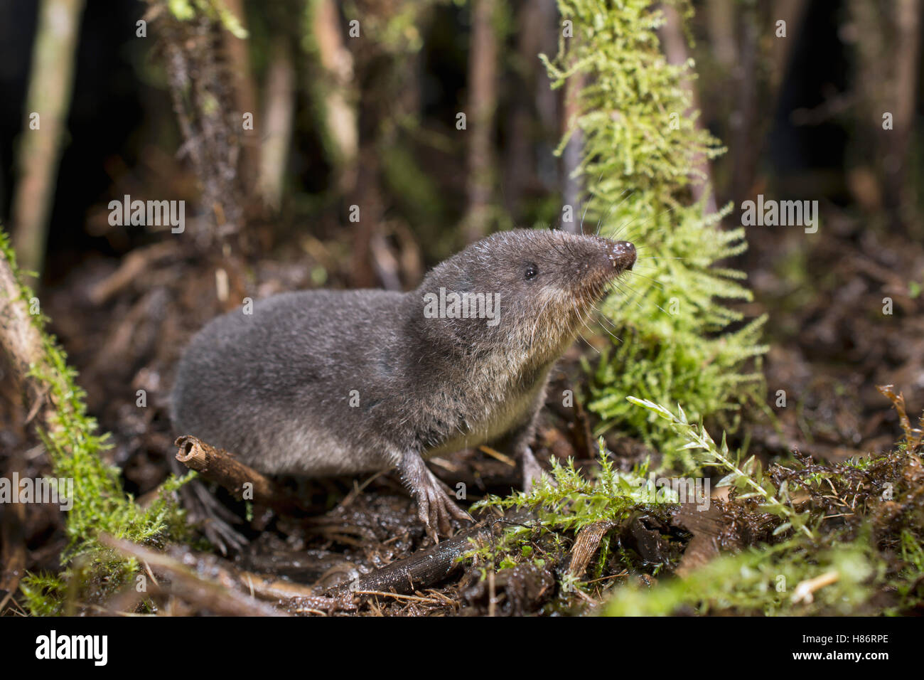 Eurasian Water Shrew (Neomys fodiens) in swamp, Netherlands Stock Photo ...