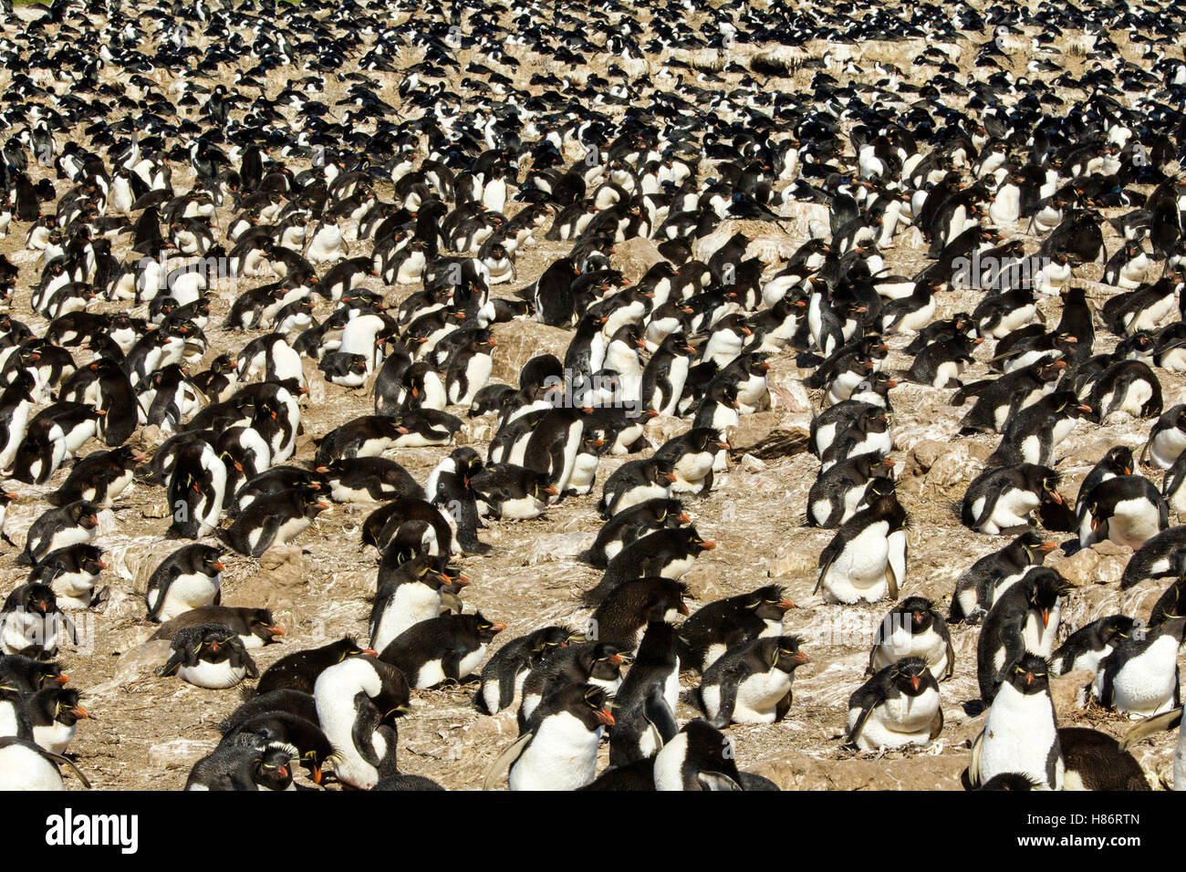 Rockhopper Penguin (Eudyptes chrysocome) colony, Falkland Islands Stock ...