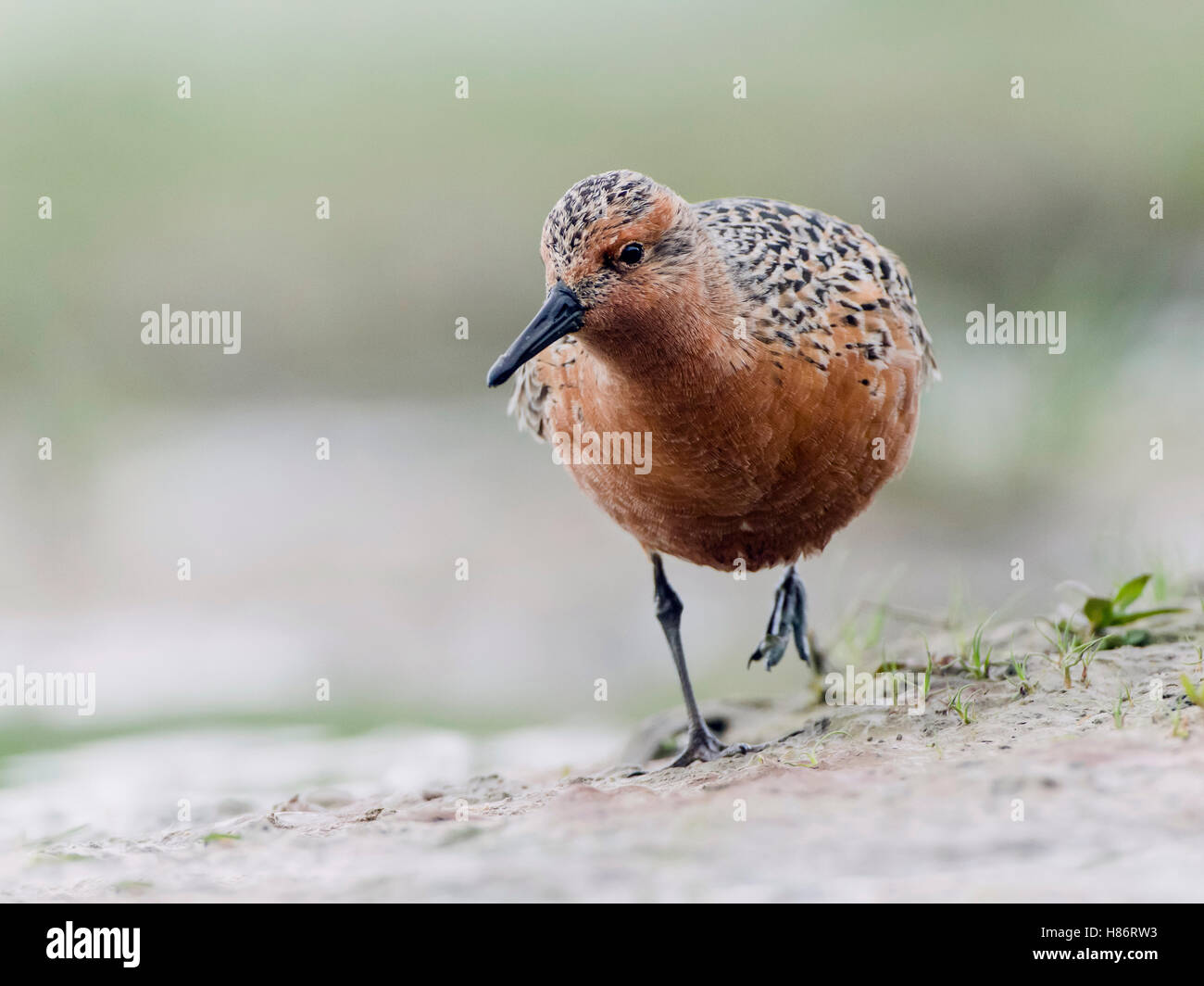 Red Knot (Calidris canutus) foraging, Netherlands Stock Photo - Alamy