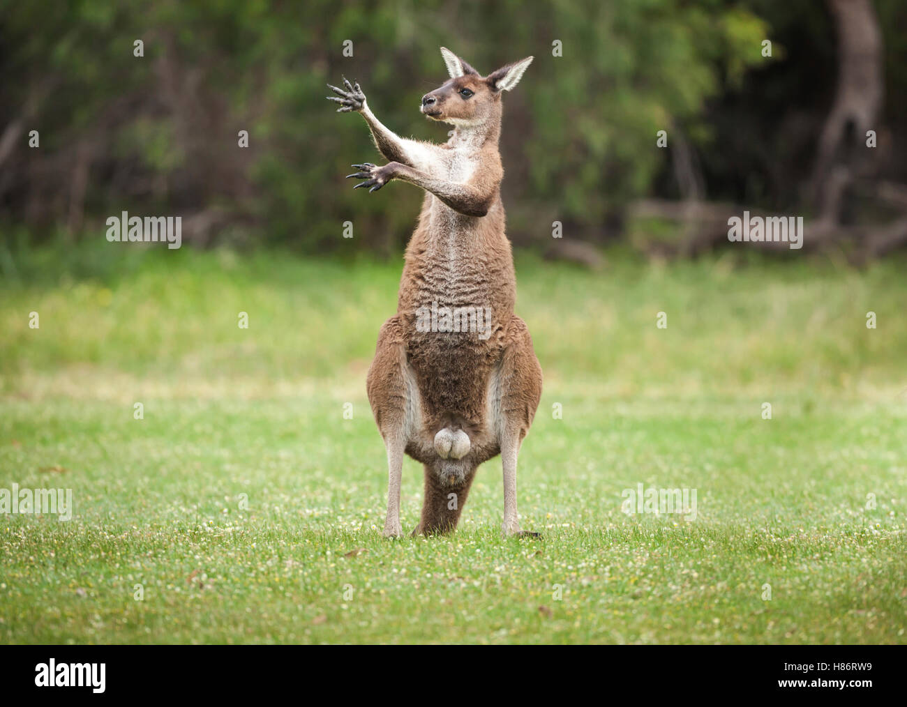Western Grey Kangaroo (Macropus fuliginosus) male displaying, Yanchep ...