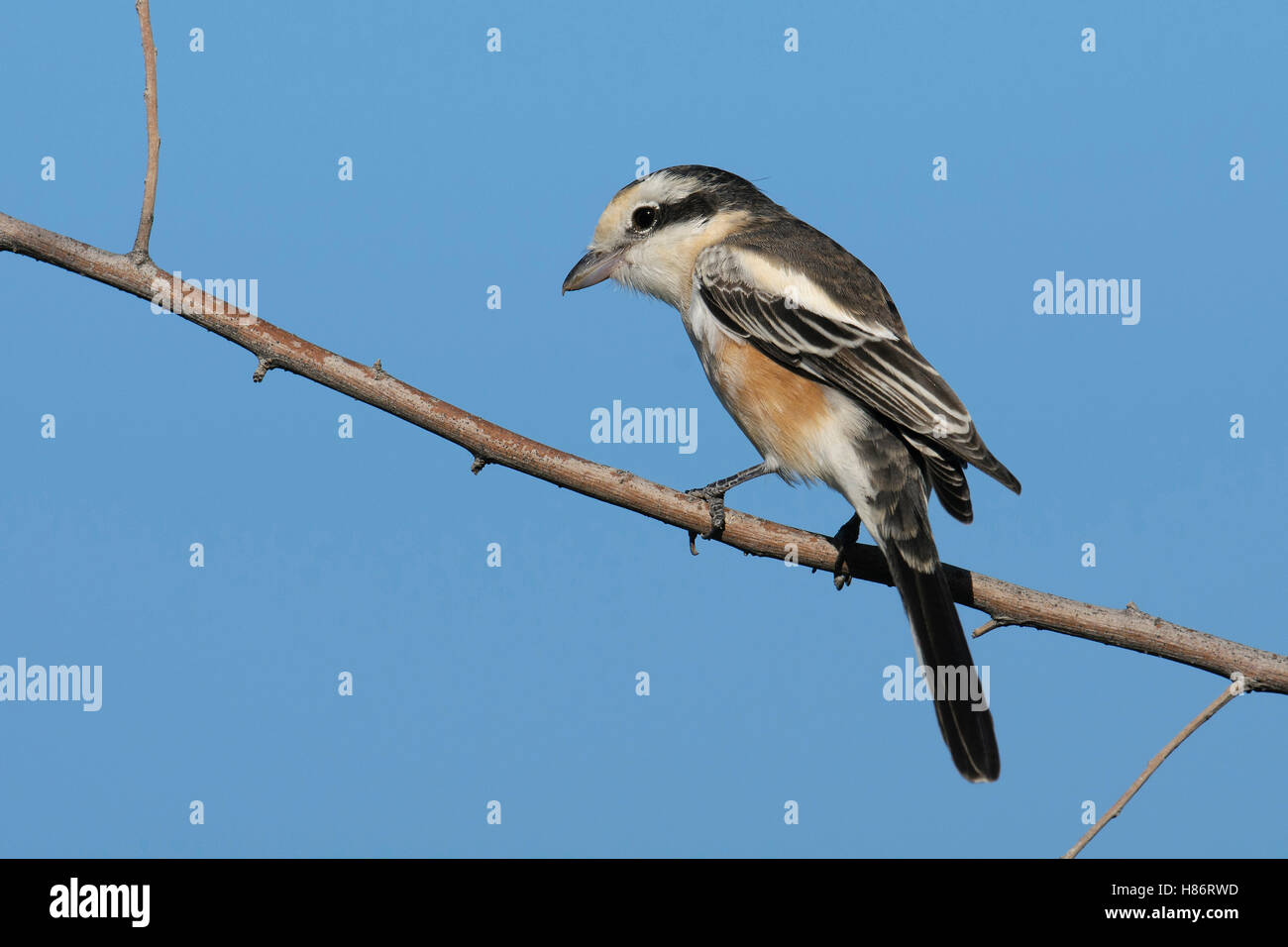 Masked Shrike (Lanius nubicus), Kazakhstan Stock Photo - Alamy