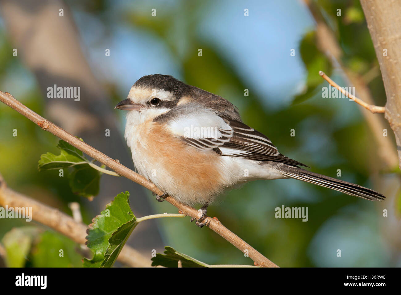 Masked Shrike (Lanius nubicus), Kazakhstan Stock Photo - Alamy