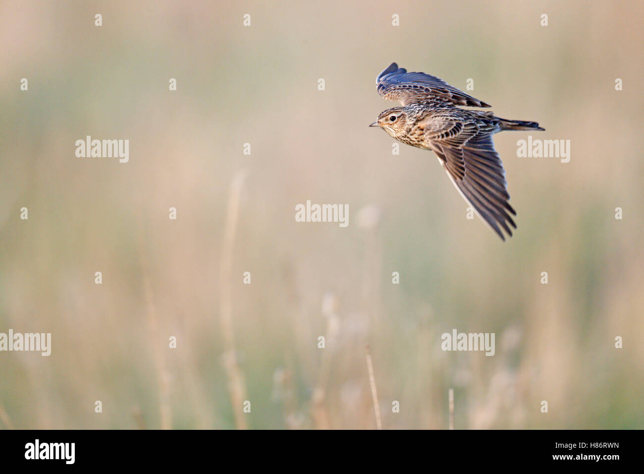 Eurasian Skylark (Alauda arvensis) flying, Netherlands Stock Photo - Alamy
