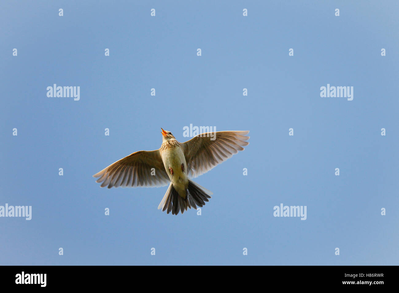 Eurasian Skylark (Alauda arvensis) flying, Netherlands Stock Photo - Alamy