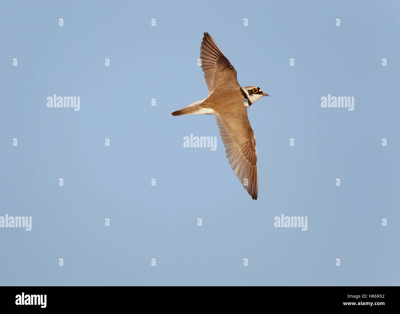 Little Ringed Plover (Charadrius dubius) flying, Netherlands Stock ...