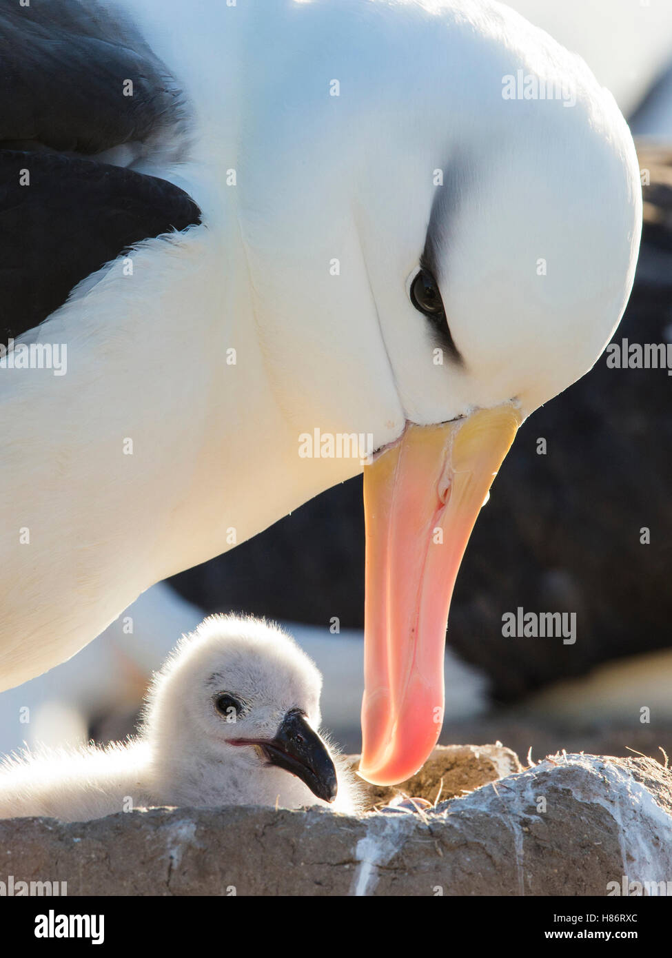 Black-browed Albatross (Thalassarche melanophrys) parent tending chick ...