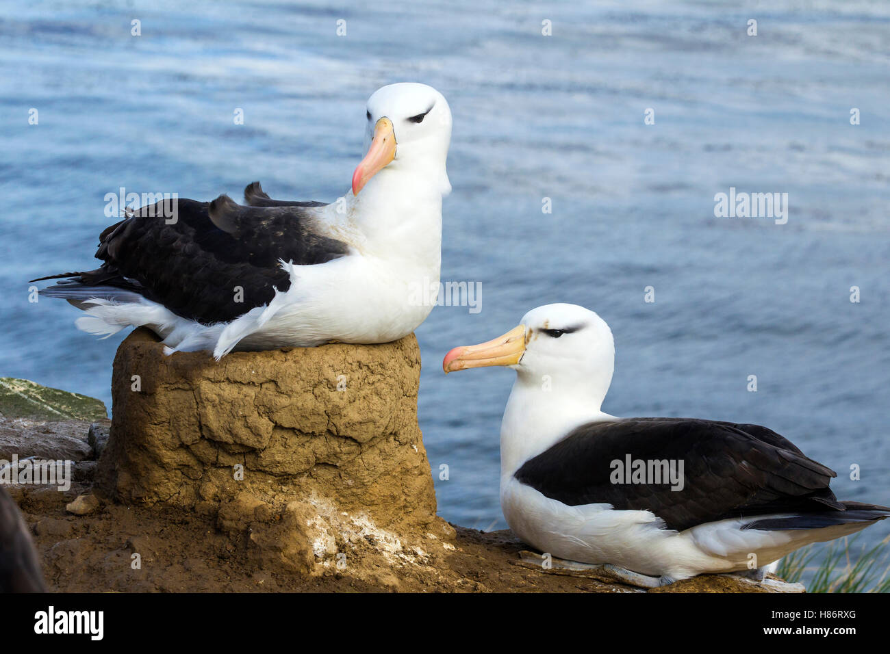 Black-browed Albatross (Thalassarche melanophrys) pair at cliff nest ...