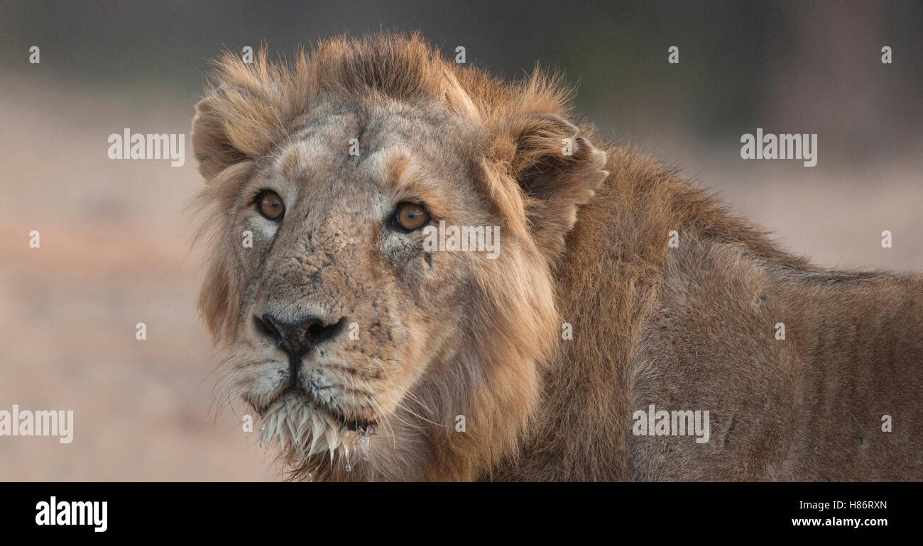 Asiatic Lion (Panthera leo persica) old male, India Stock Photo - Alamy