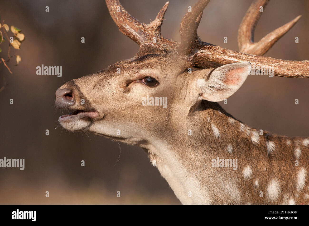 Chital (Axis axis) male, Gir Forest, India Stock Photo - Alamy