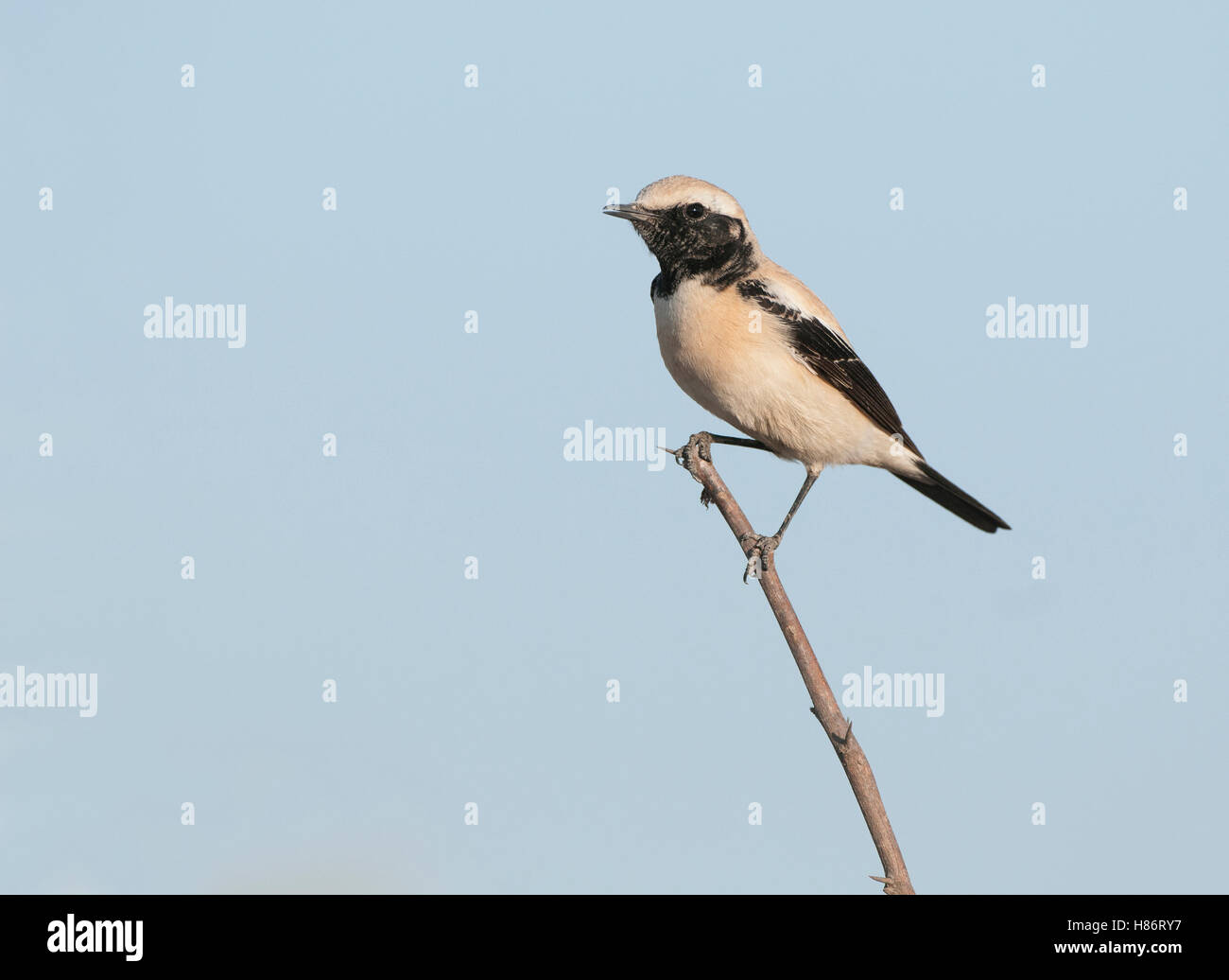 Desert Wheatear (Oenanthe deserti), India Stock Photo - Alamy