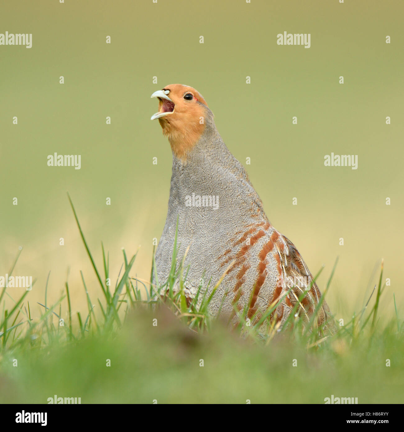 European Partridge (Perdix perdix) calling, Netherlands Stock Photo - Alamy