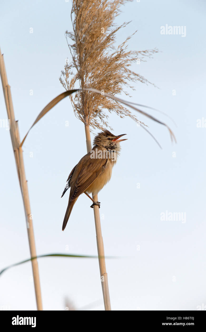 Great Reed-Warbler (Acrocephalus arundinaceus) calling, Spain Stock ...