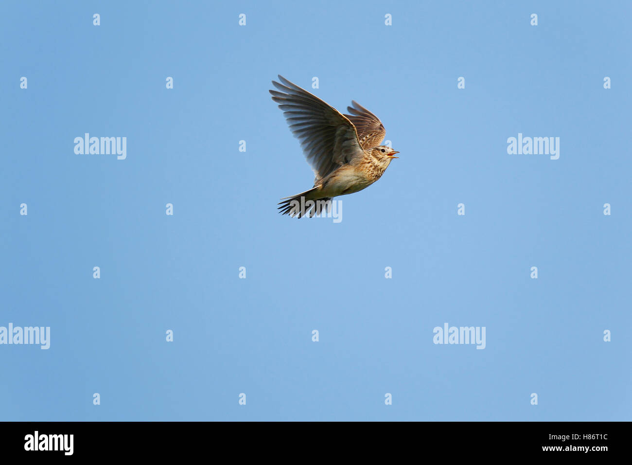 Eurasian Skylark (Alauda arvensis) flying, Netherlands Stock Photo - Alamy