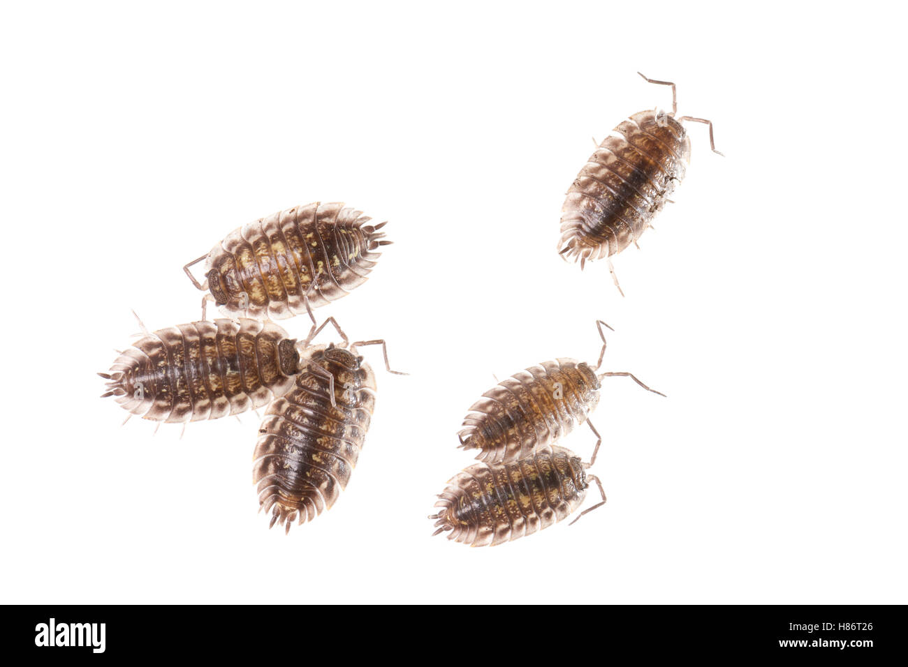 Common Shiny Woodlouse (Oniscus asellus) group, Netherlands Stock Photo ...