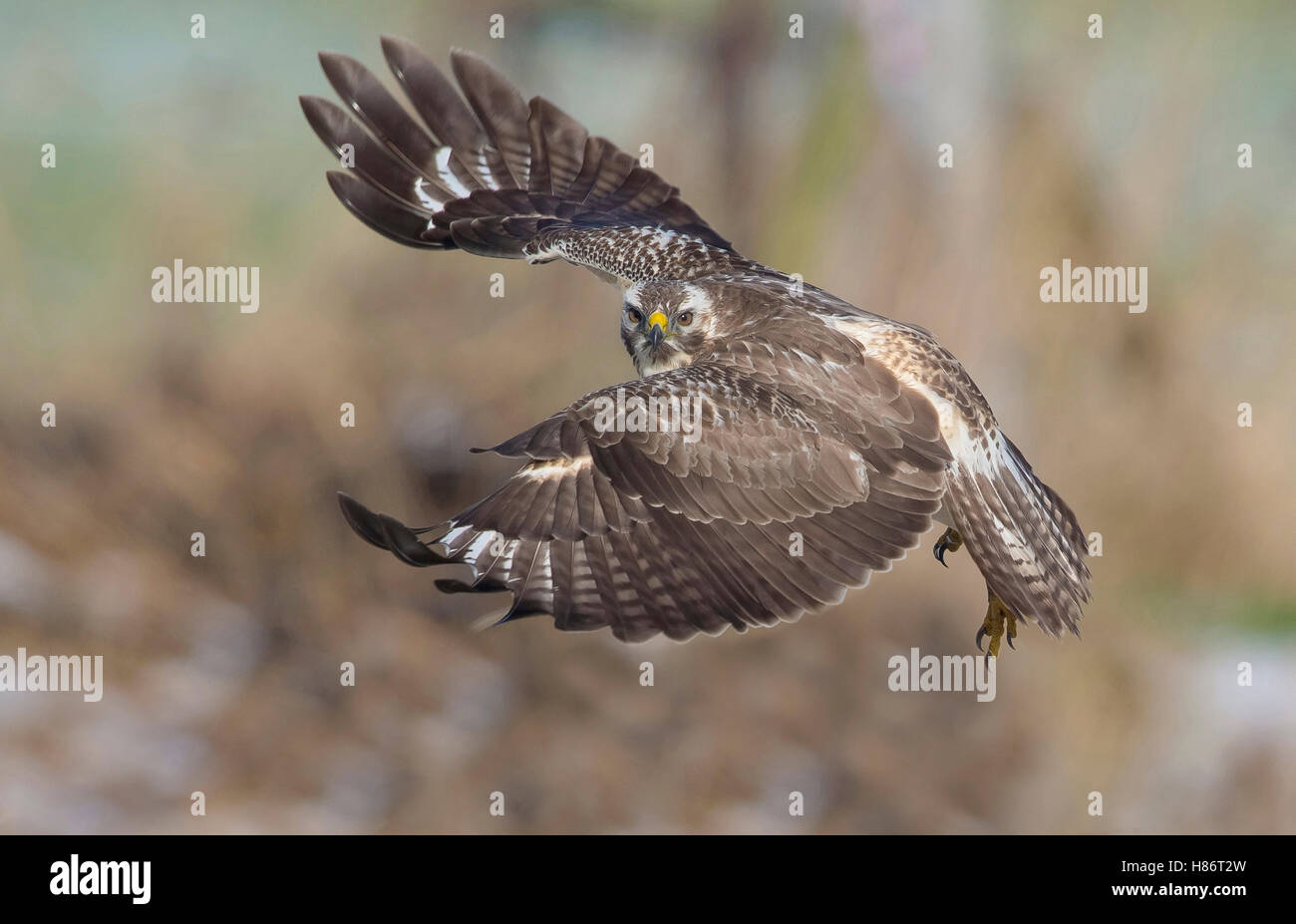 Common Buzzard (Buteo buteo) flying, Netherlands Stock Photo - Alamy