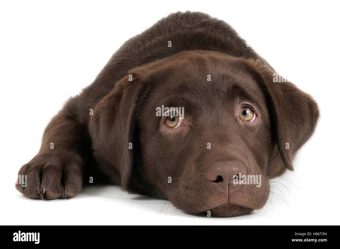 Labrador Retriever (Canis familiaris) puppy, Netherlands Stock Photo ...