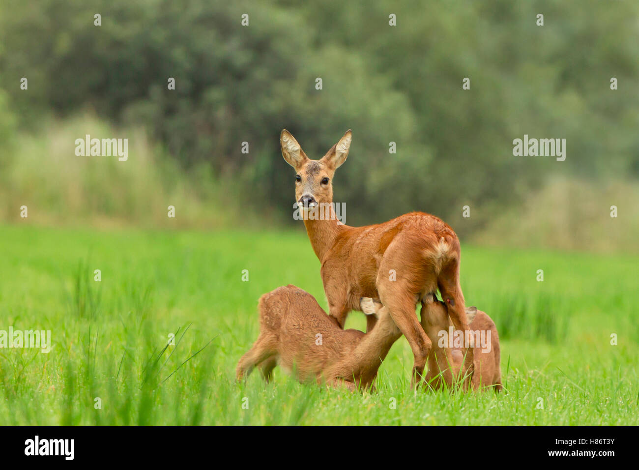 Western Roe Deer (Capreolus capreolus) mother nursing fawn, Netherlands ...