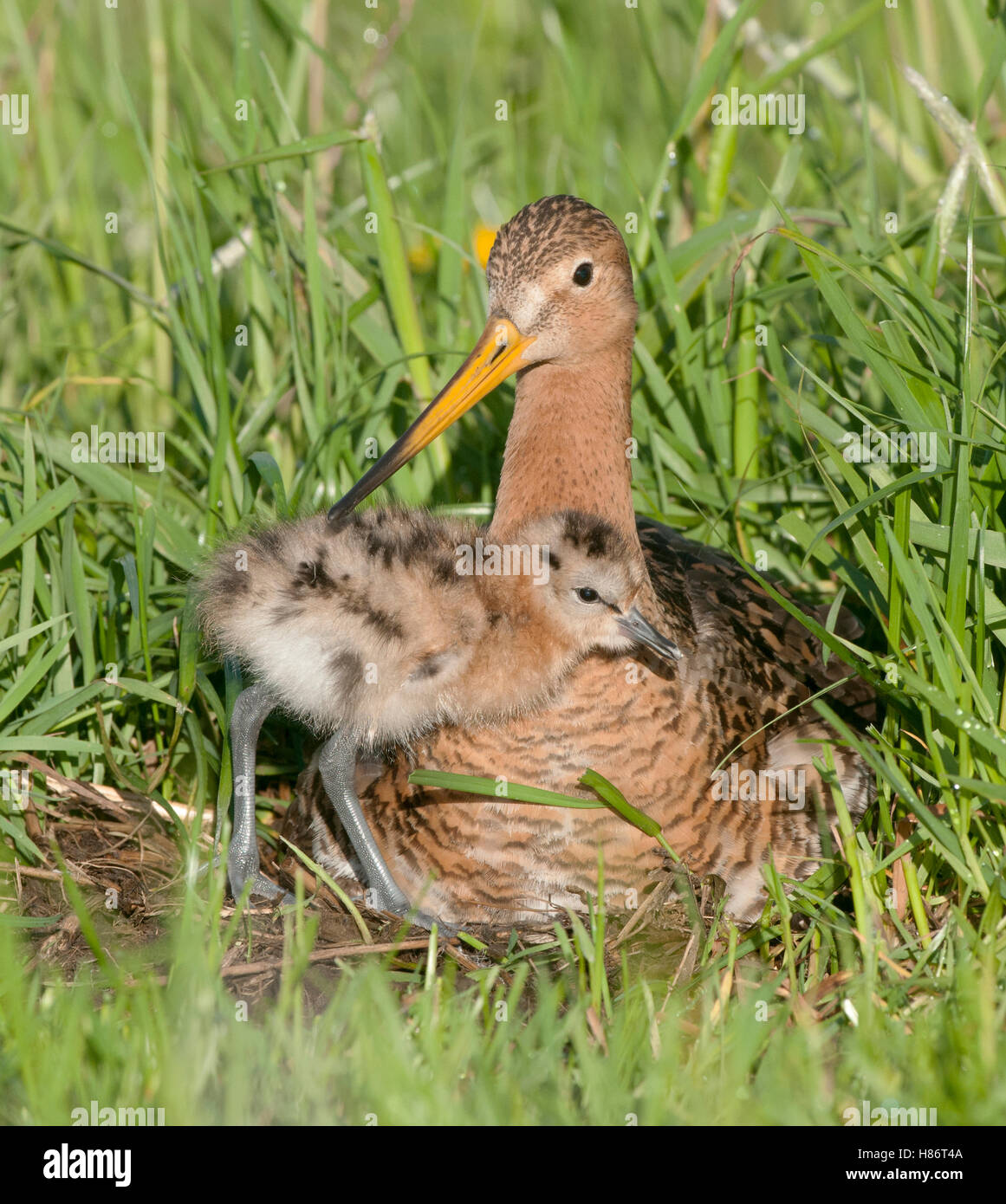 Black-tailed Godwit (Limosa limosa) male with chick, Netherlands Stock ...