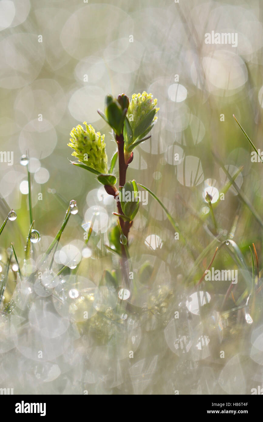 Creeping Willow (Salix repens) flowering, Netherlands Stock Photo - Alamy