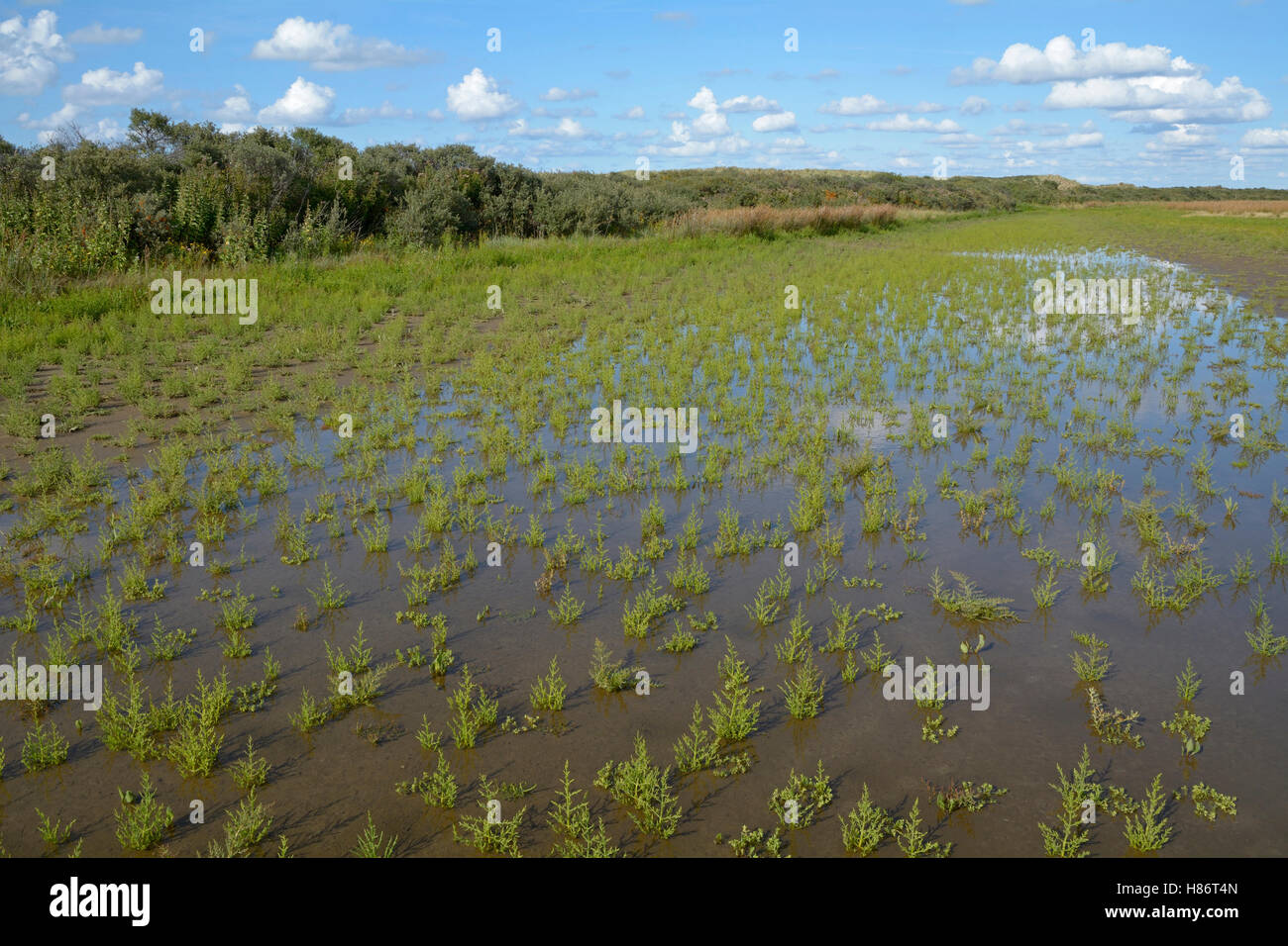 Common Glasswort (Salicornia europaea) in marsh, De Kwade Hoek ...