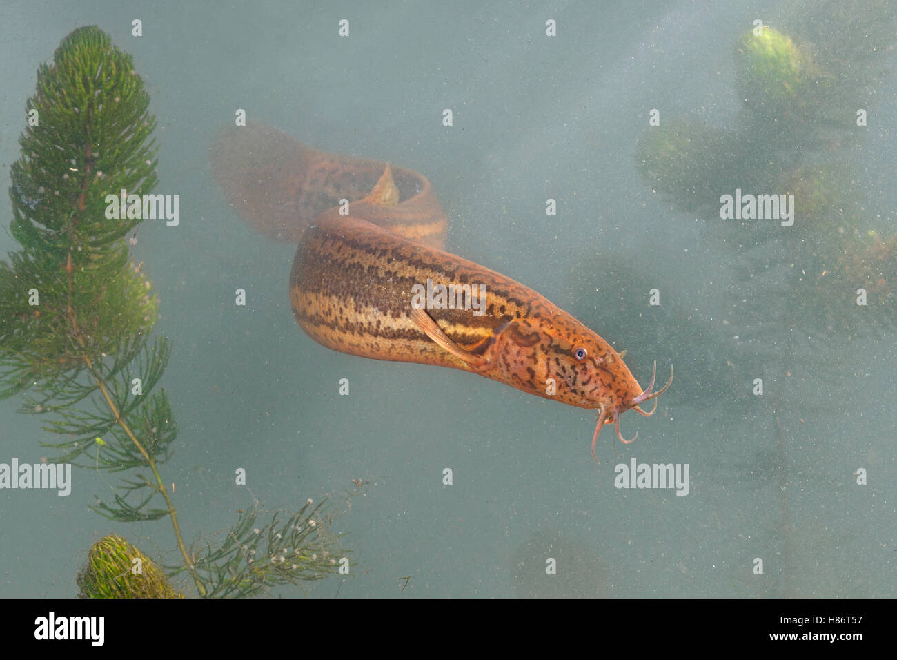 Weatherfish (Misgurnus fossilis), Netherlands Stock Photo - Alamy