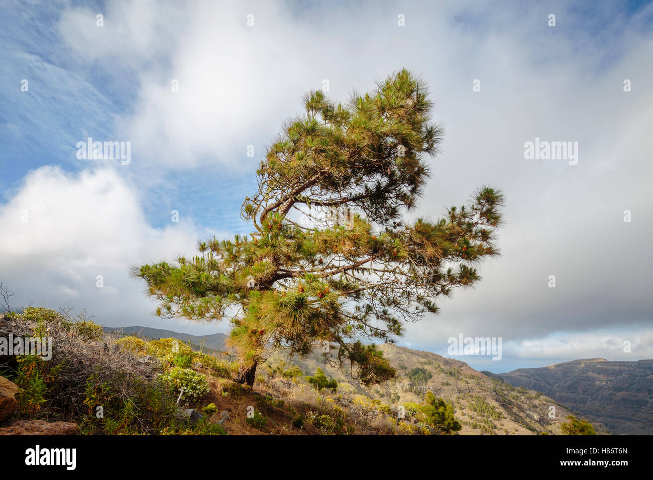 Canary Island Pine (Pinus canariensis) tree, Spain Stock Photo - Alamy