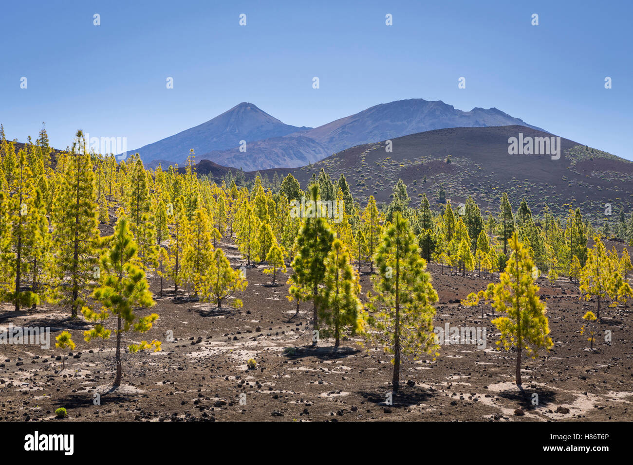 Canary Island Pine (Pinus canariensis) trees, Spain Stock Photo - Alamy
