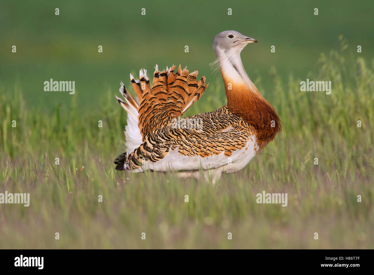 Great Bustard (Otis tarda) male displaying, Spain Stock Photo - Alamy