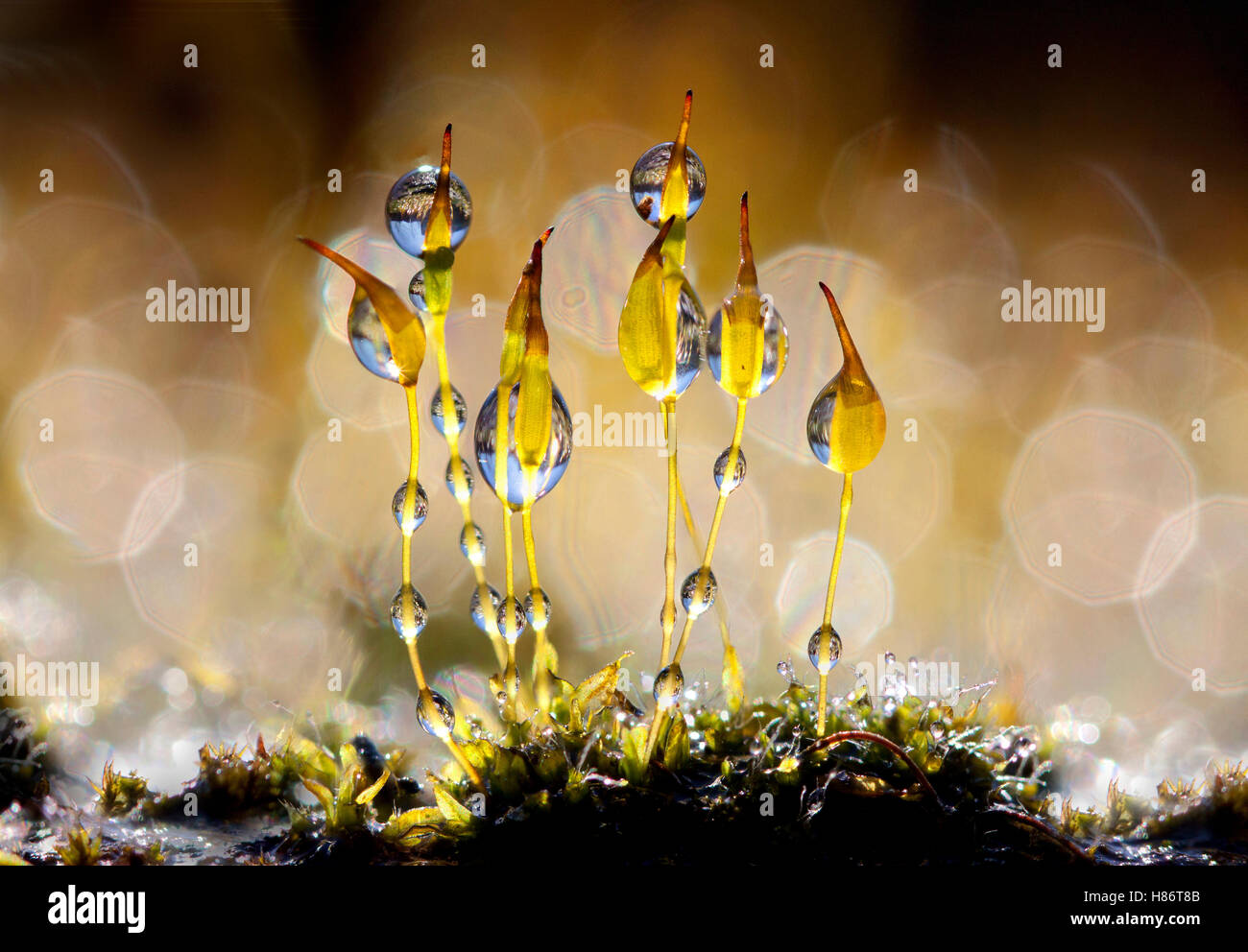Tortula Moss (Tortula muralis) glistening with water droplets ...
