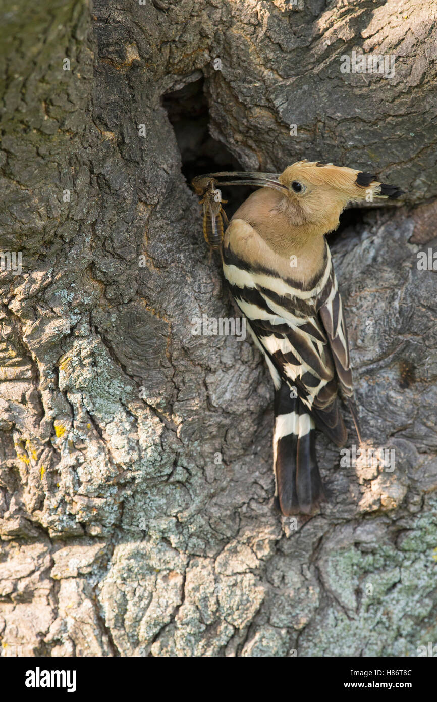 Eurasian Hoopoe (Upupa epops) with prey at nest cavity, Bulgaria Stock ...